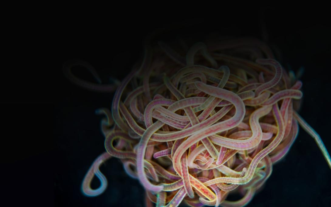 MIT Office of the Vice President for Research